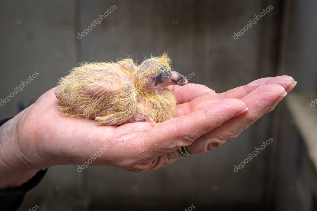 Primer plano de un pichón de cuatro días de edad, que compite con una ...