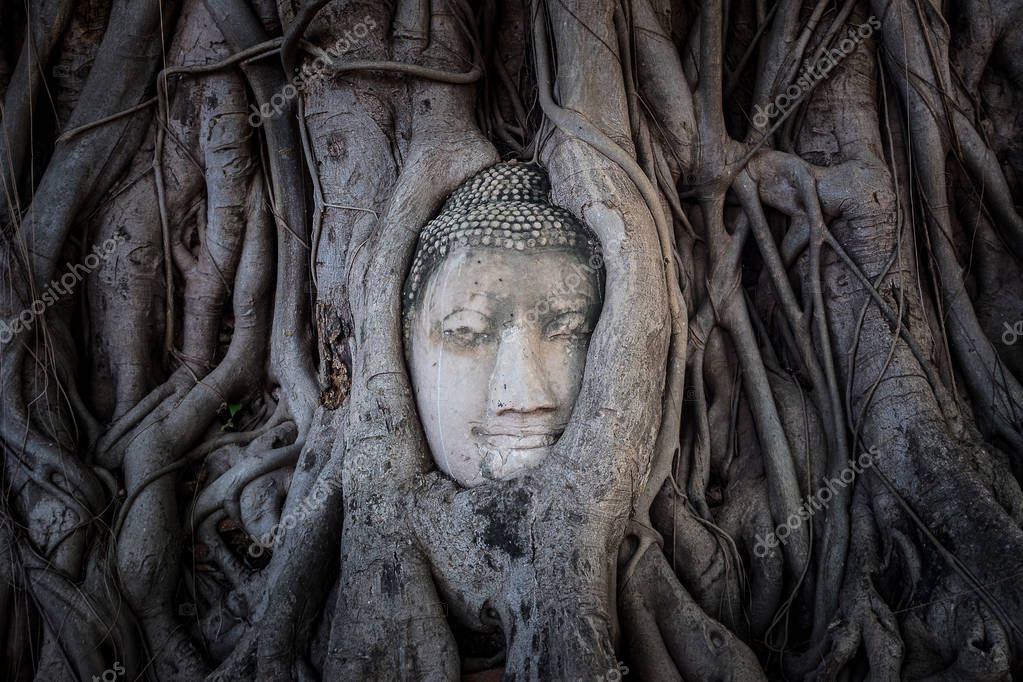 Cabeza de estatua de Buda en las raíces del árbol dentro de Wat Mahathat (Templo de las grandes ...