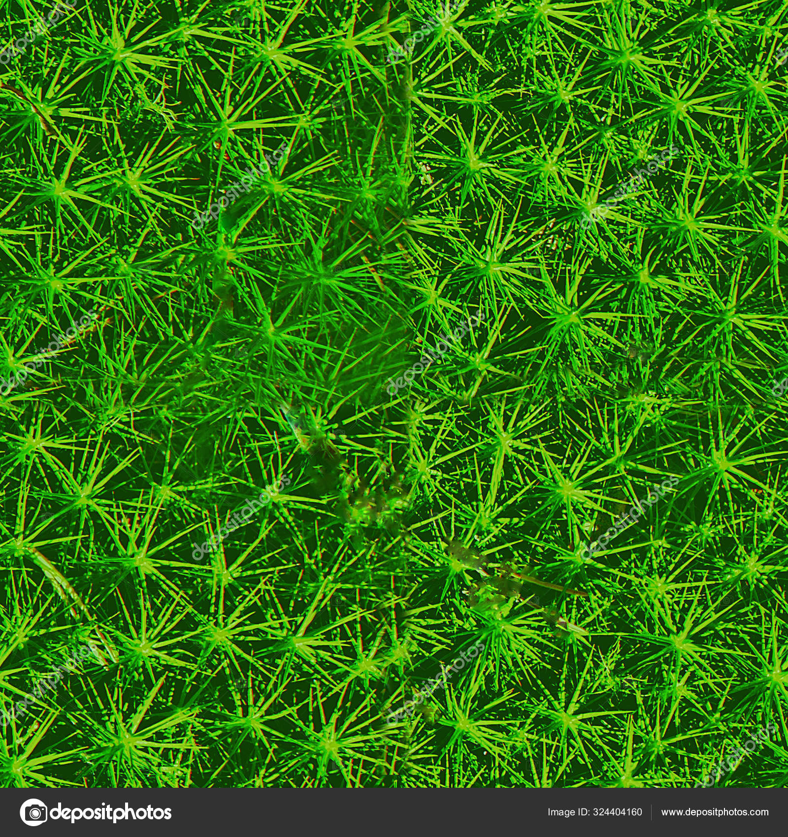 Moss Texture Seamless