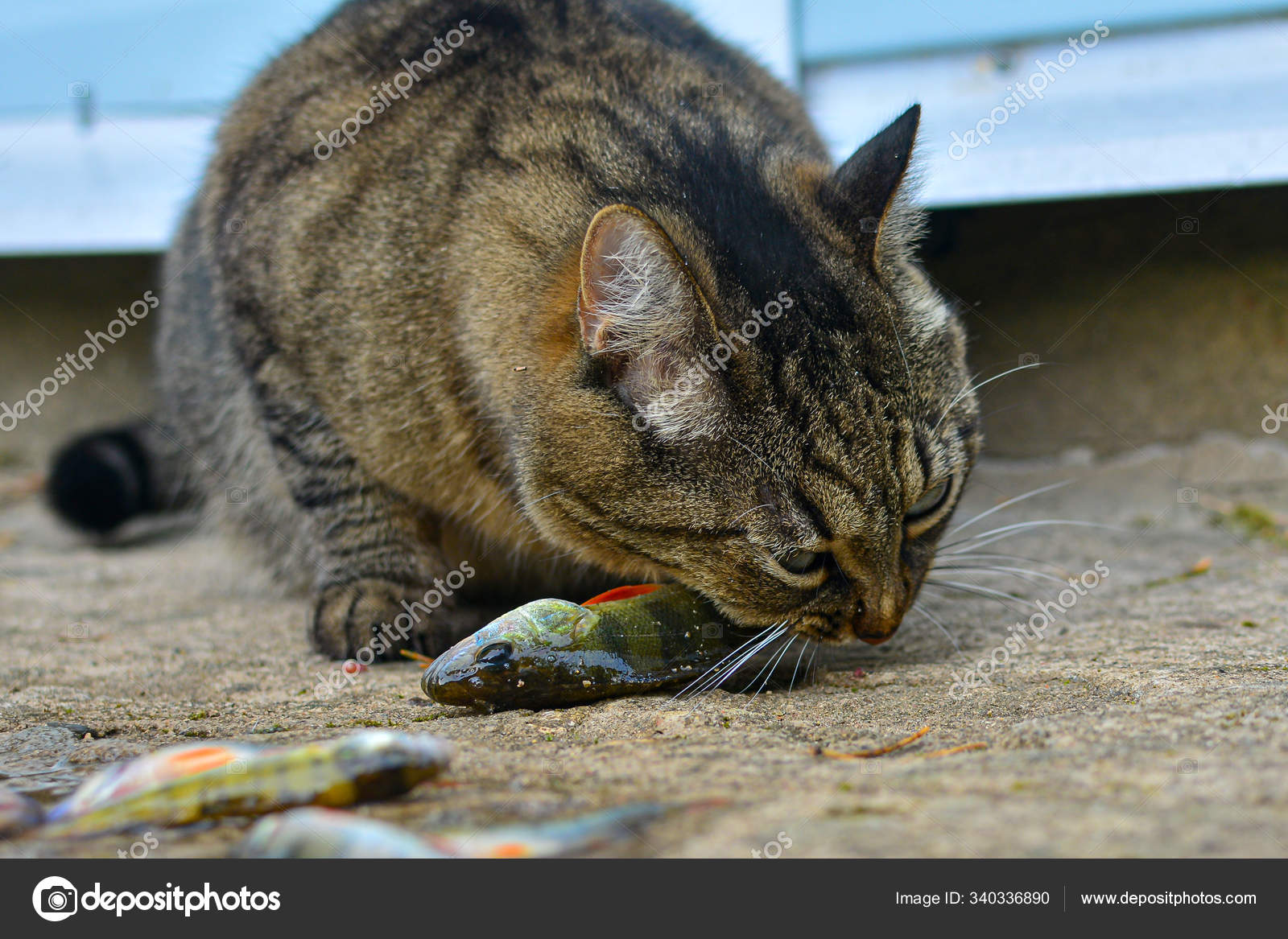 Cat Catching Fish