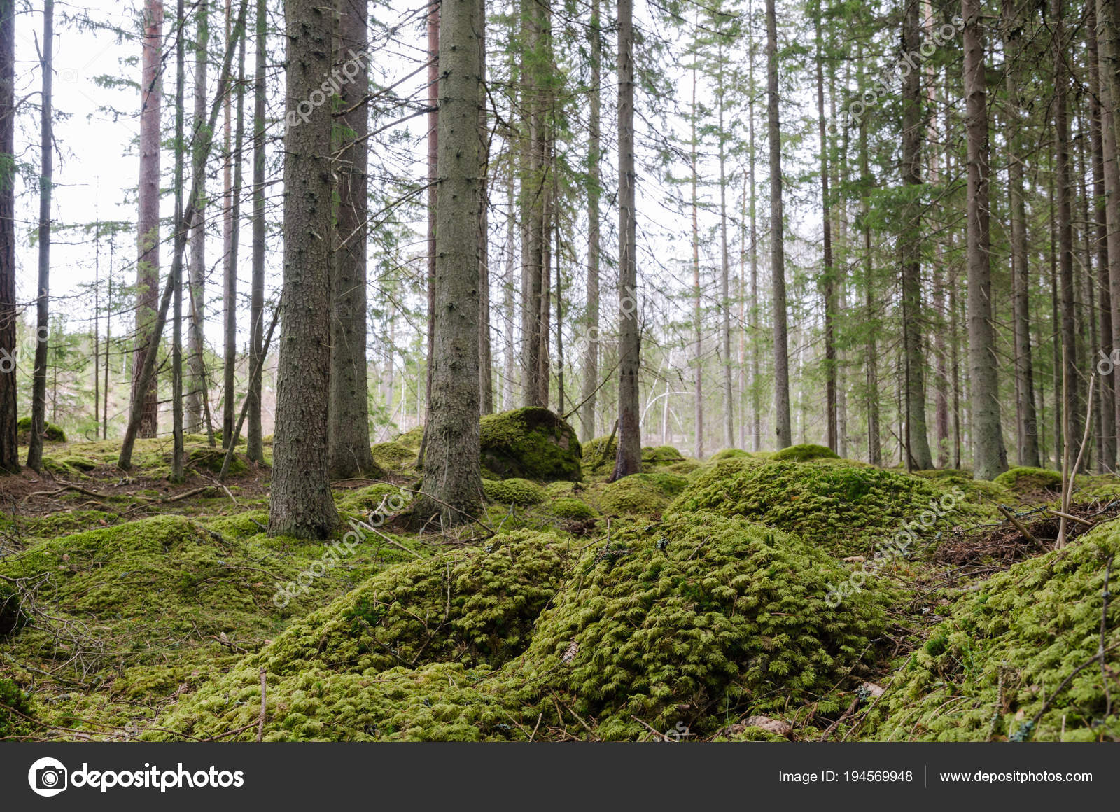 Moss covered ground in a spruce tree forest — Stock Photo © olandsfokus #194569948