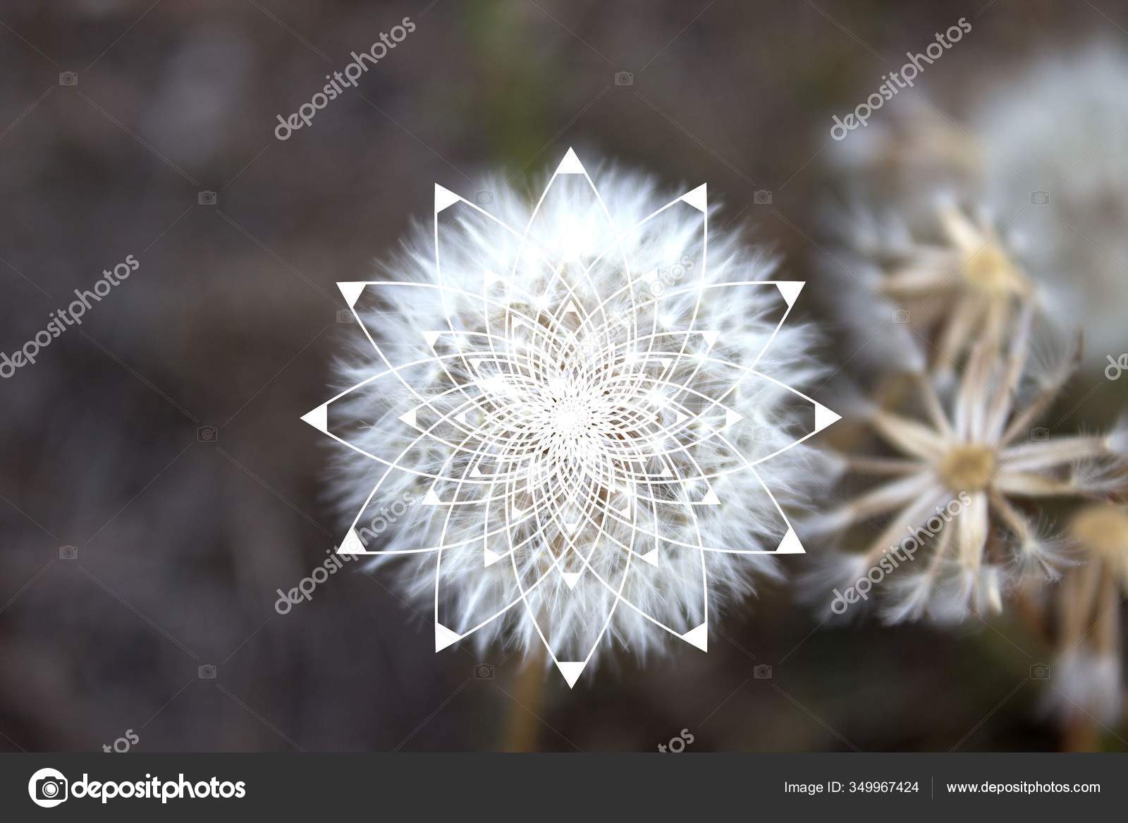Sacred Geometry In Nature
