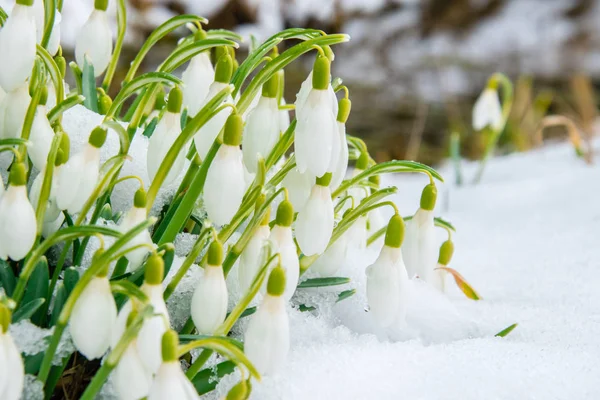 Snowdrops flowers in snow at early spring Stock Photo by ©O.Rohulya ...