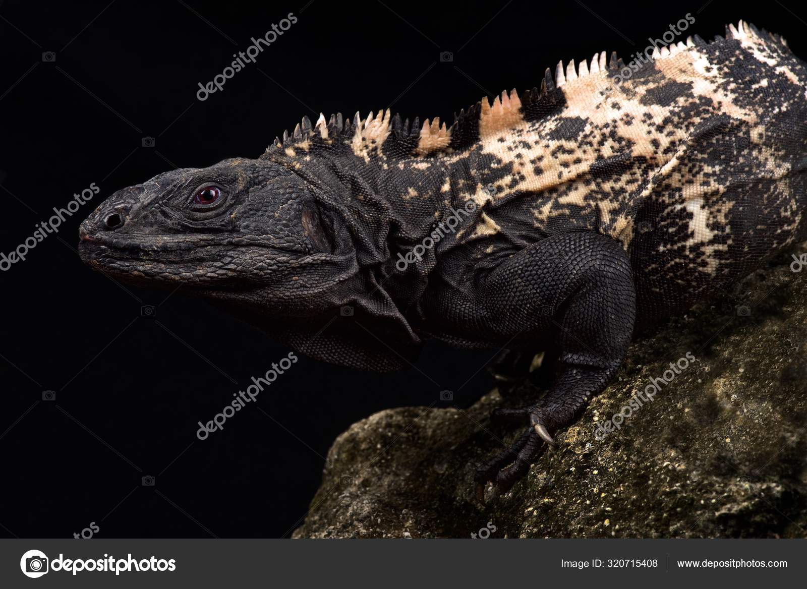 Roatan Spiny Tailed Iguana Ctenosaura Oedirhina Stock Photo by ...