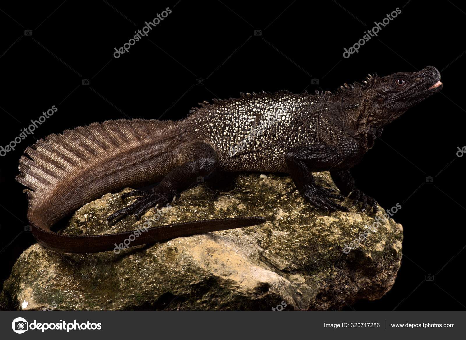 Amboina Sail Finned Lizard Hydrosaurus Amboinensis — Stock Photo ...