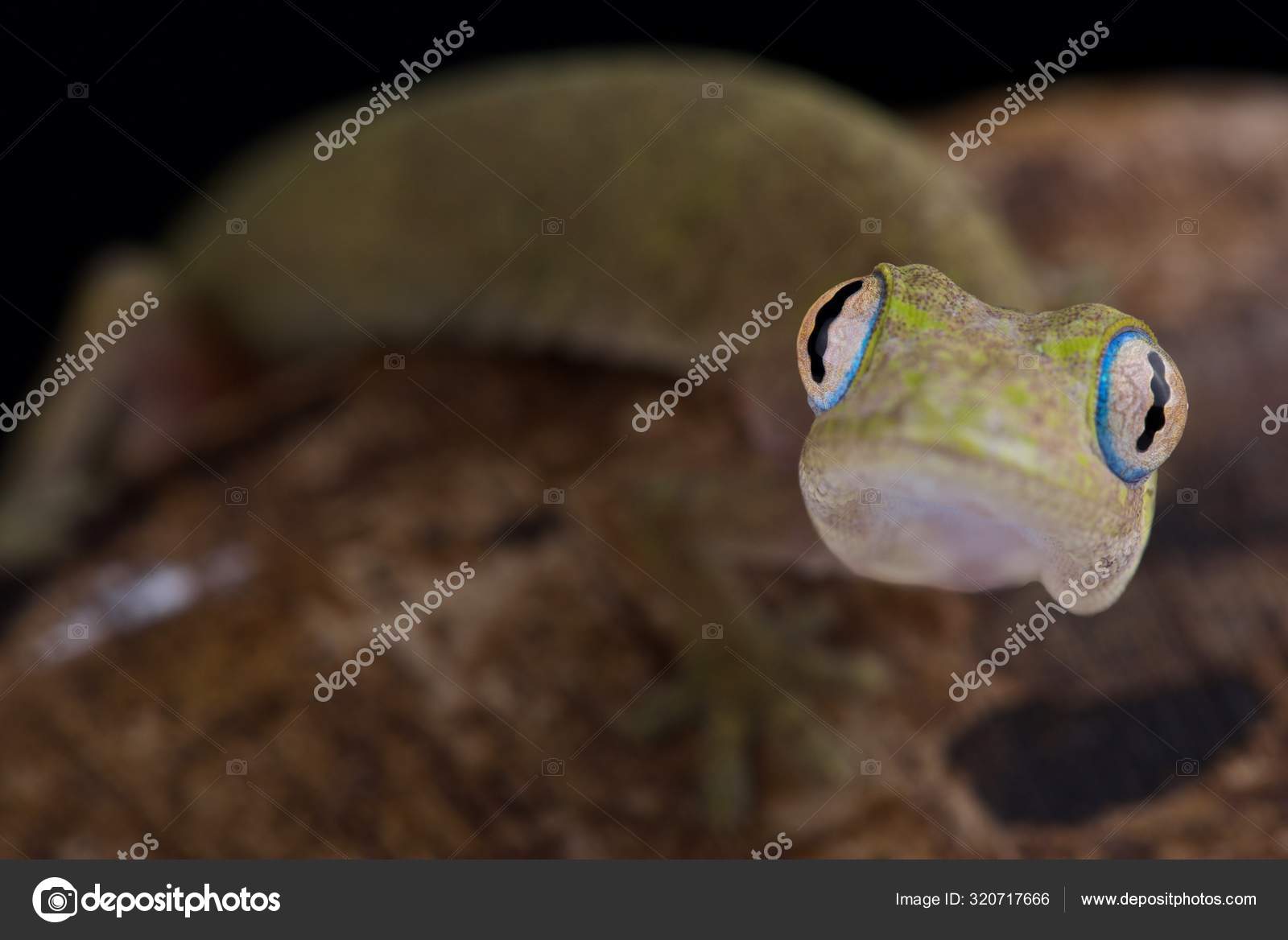 Filipina Falso Gecko Pseudogekko Compresicorpus: fotografía de stock ...