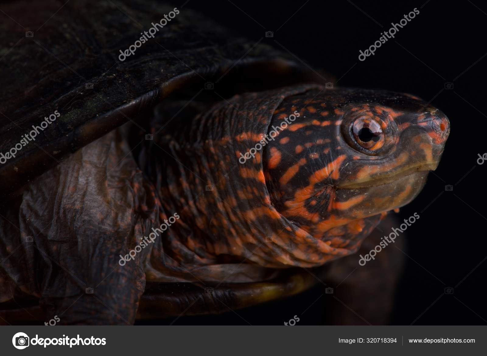 Red Cheeked Mud Turtle Kinosternon Scorpioides Cruentatum — Stock Photo ...