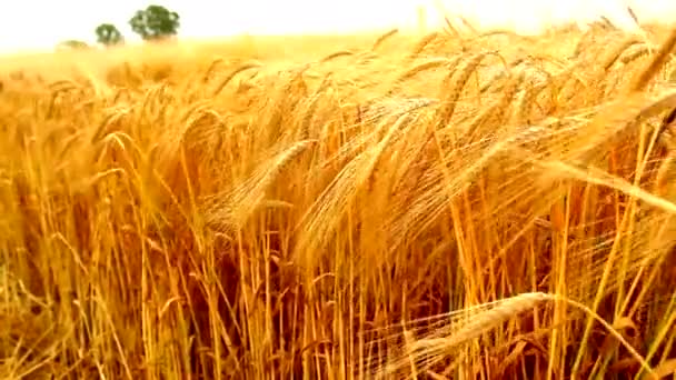 Wheat Stock Videos, Royalty Free Wheat Footage | Depositphotos®