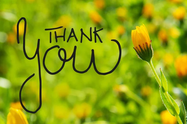 Thank You Banner — Stock Photo © Nelosa #45435183
