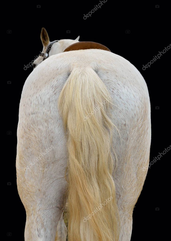 The back of white horse Stock Photo by ©cunaplus 129286240