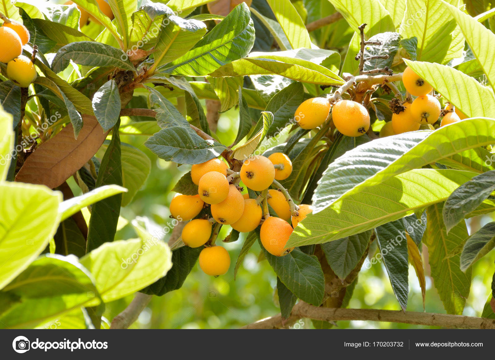 Loquat fruit on a sapling medlar tree — Stock Photo © cunaplus #170203732