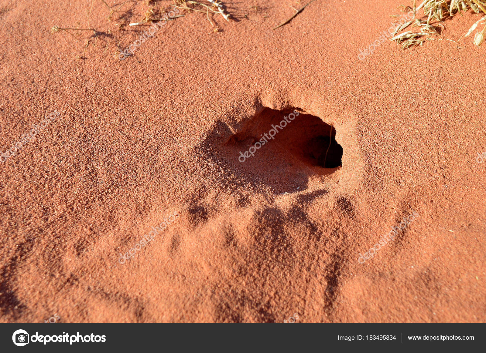 Lizard burrow nest Stock Photo by ©cunaplus 183495834