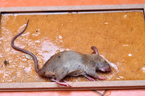 Corpse of a mouse Stock Photos, Royalty Free Corpse of a mouse Images ...