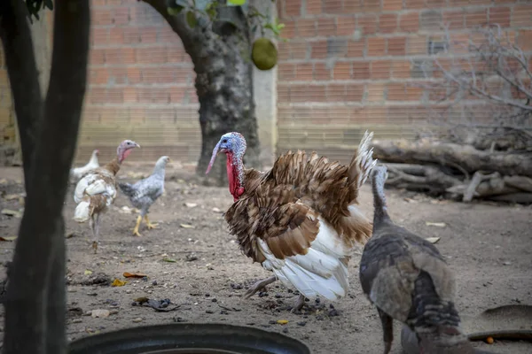 Congo turkey Stock Photos, Royalty Free Congo turkey Images | Depositphotos