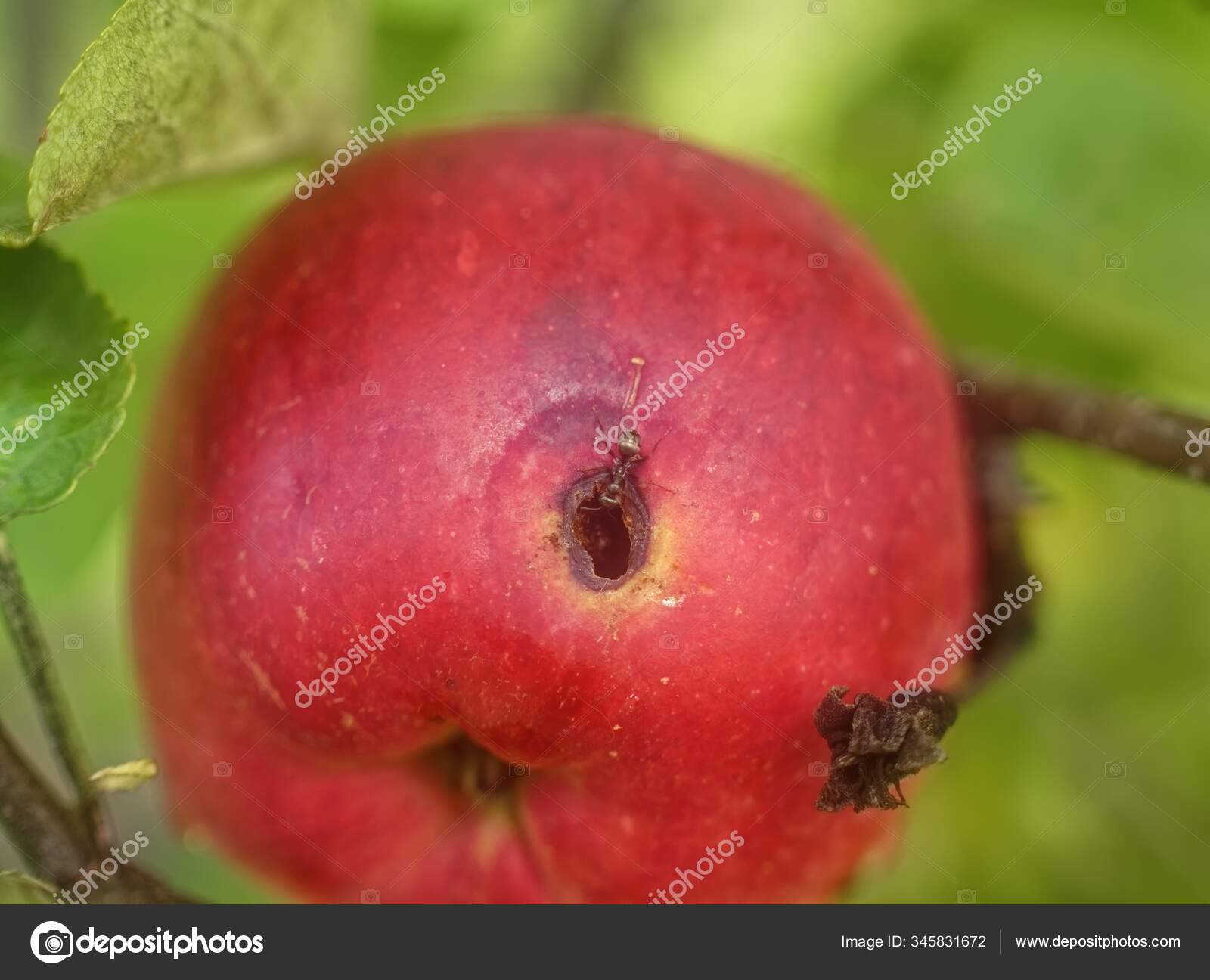 Ant Eating Apple Tree Russia Stock Photo by ©moskvich1977 345831672