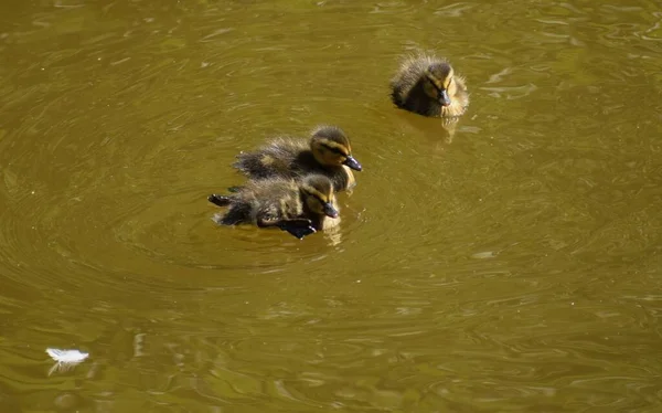 Curiosos patitos Stock Photos, Royalty Free Curiosos patitos Images | Depositphotos