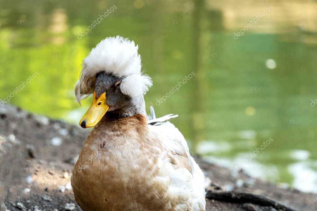 Pato de color con una cresta blanca en la cabeza, cresta blanca. Aves ...