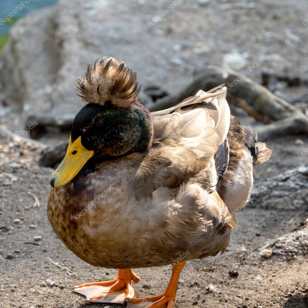 Un pato con una cresta de color en la cabeza, un peine gris. Aves de ...