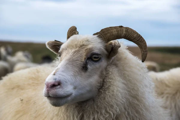 Iceland ram Stock Photos, Royalty Free Iceland ram Images | Depositphotos