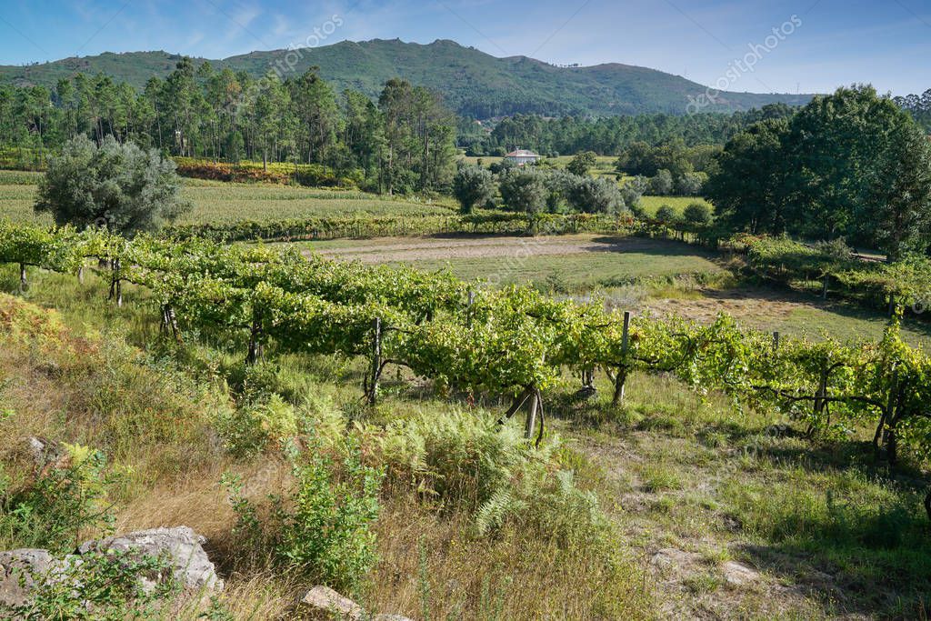 Vitorino dos Piaes, Camino de Santiago, Portugal 2024