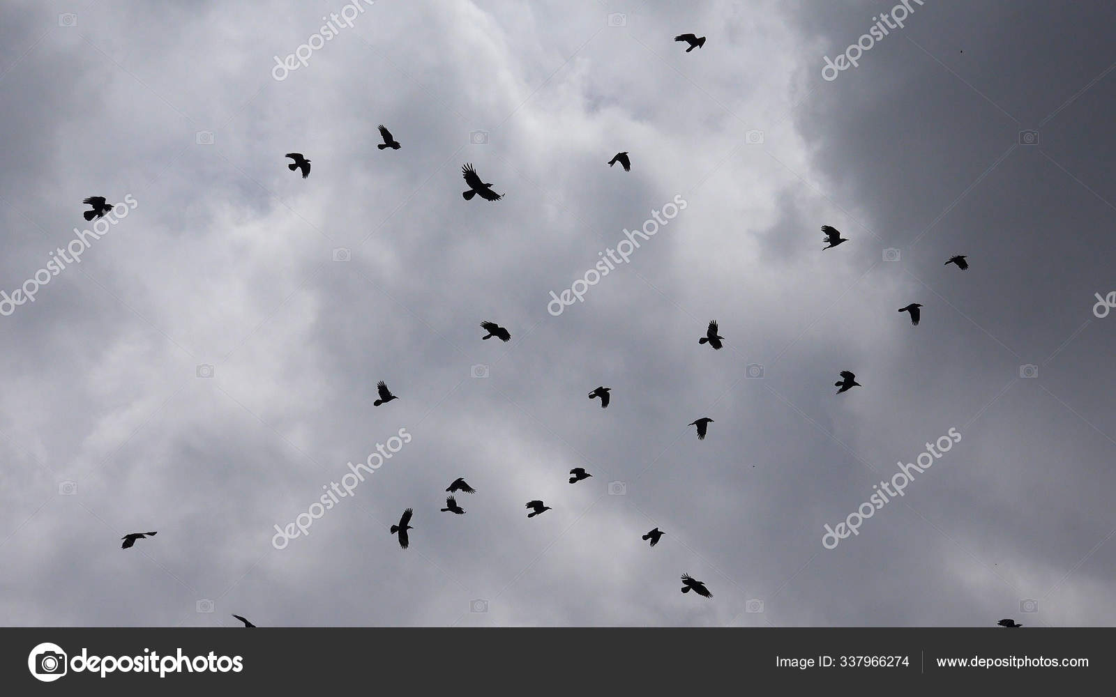 Ravens Flying In A Flock