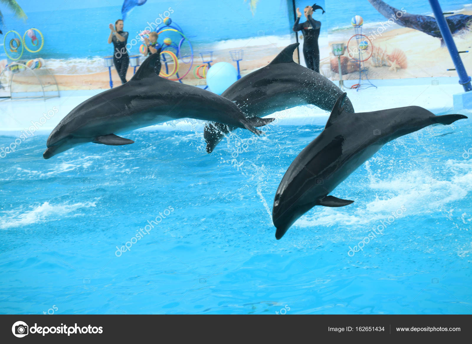 Dolphin show in swimming pool Stock Photo by ©olena2552 162651434