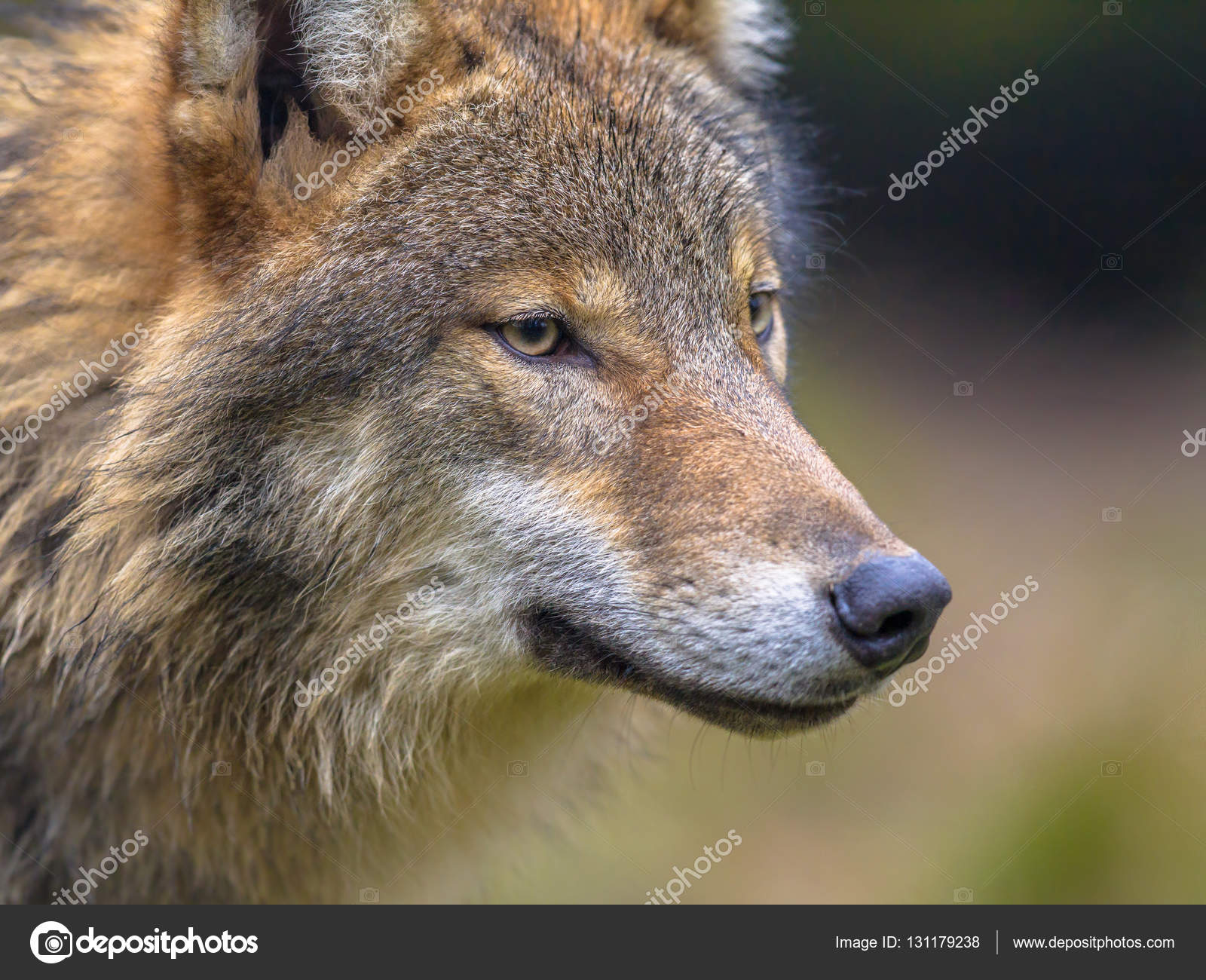 Wolf Face Side View