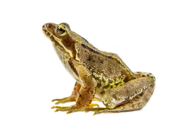 Common toad white background Stock Photo by ©CreativeNature 173418668
