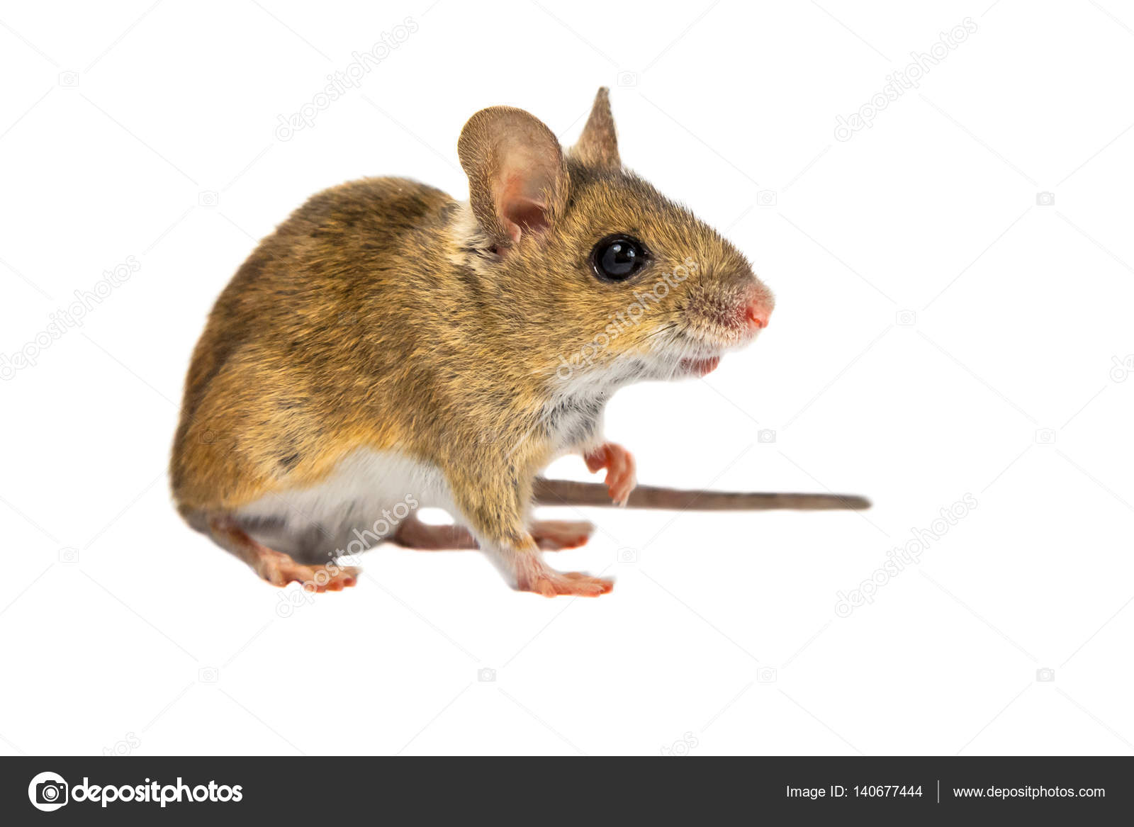 Cute Field Mouse