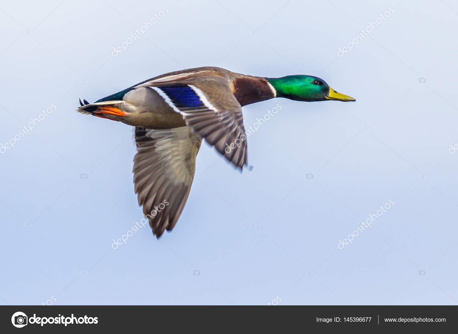 Pato macho volador Mallard: fotografía de stock © CreativeNature ...