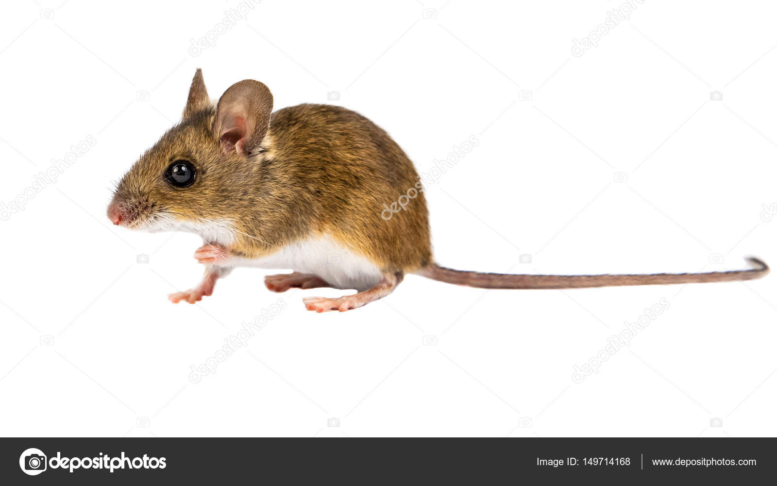 Side view sitting Field Mouse on white background Stock Photo by ...