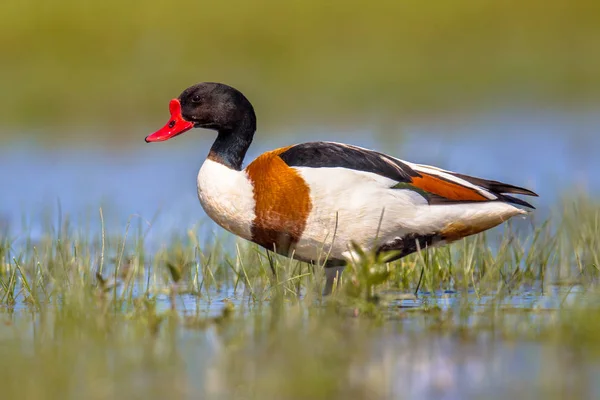 Common shelduck standing in shallow water of wetland - Stock Image ...