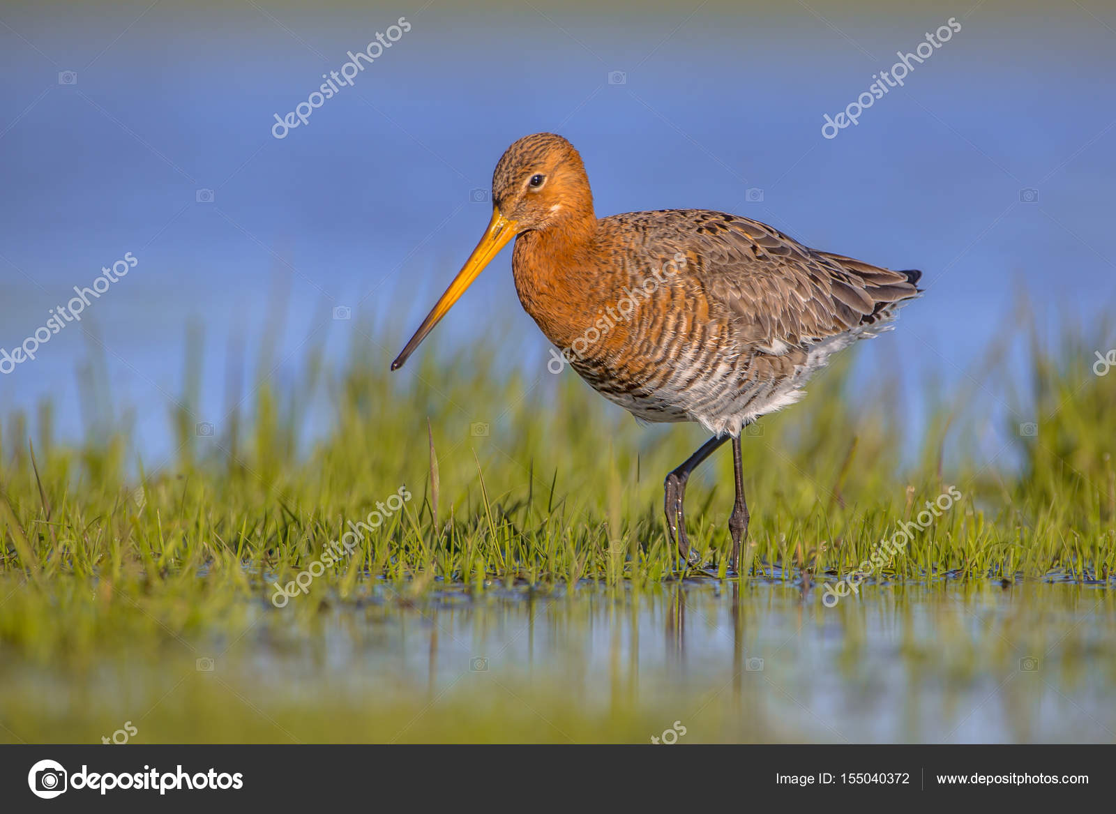 Black tailed Godwit wading through wetland — Stock Photo ...