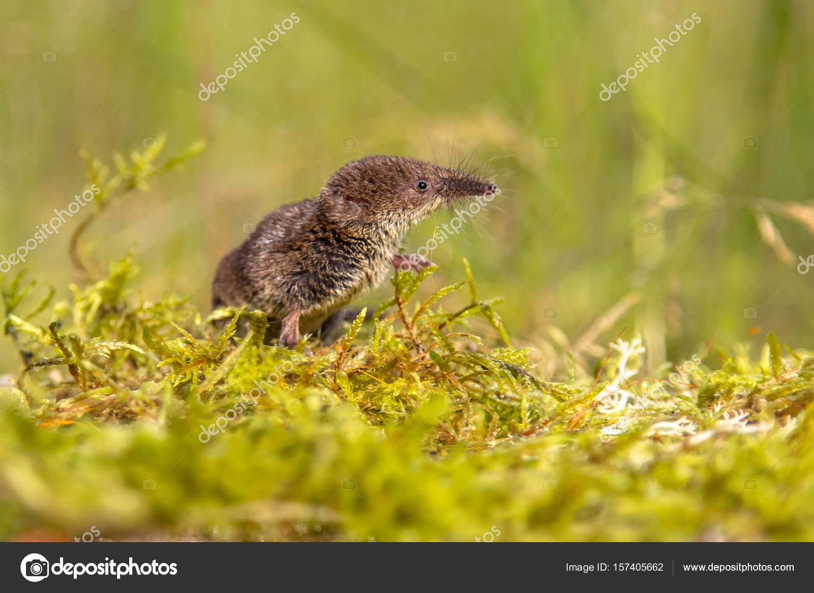 Pygmy Shrew