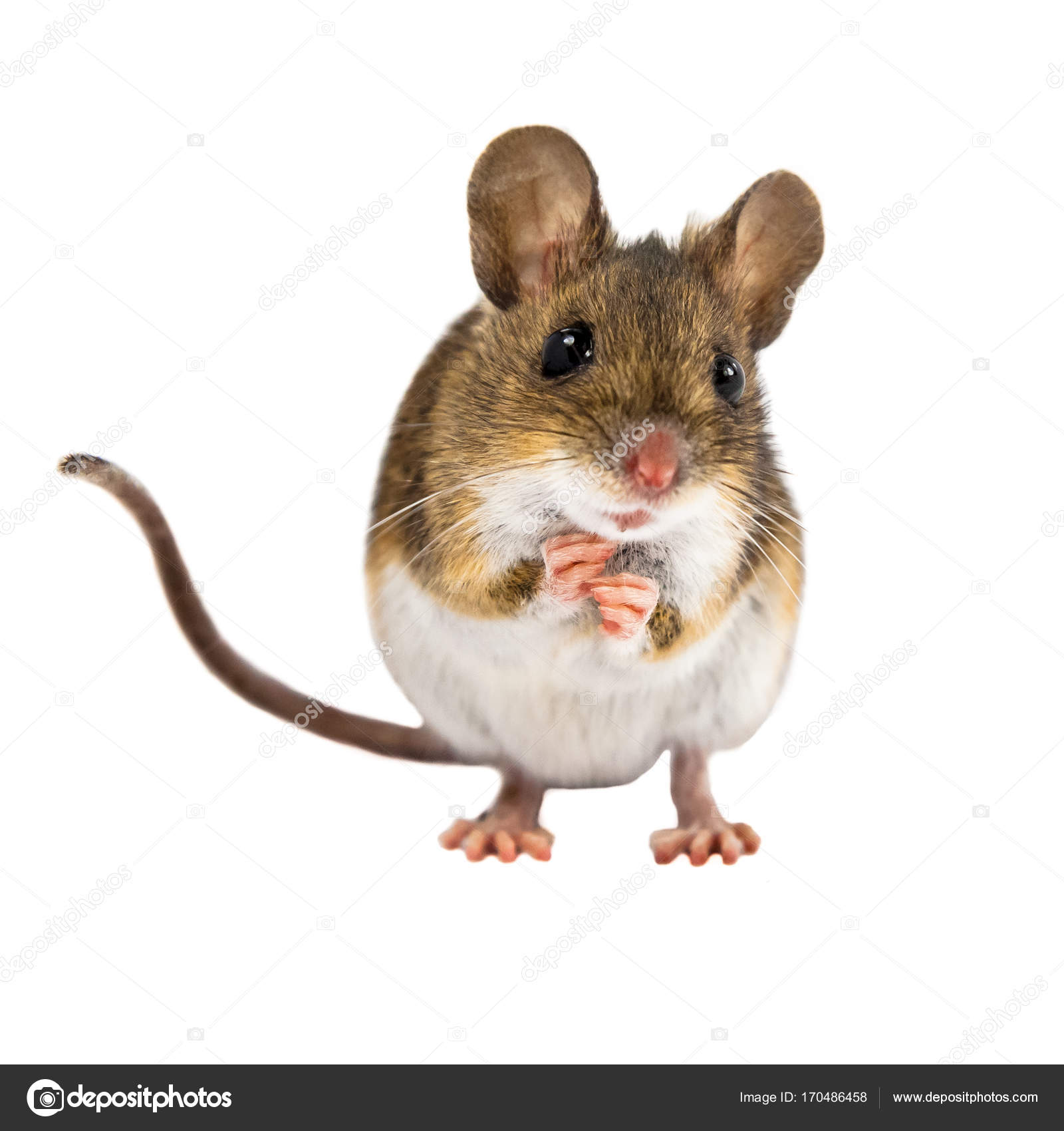 Begging Field Mouse on white background — Stock Photo © CreativeNature ...