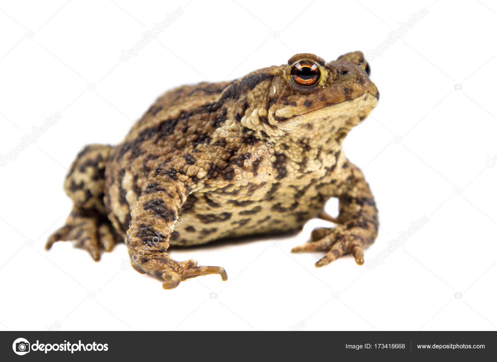 Common toad white background Stock Photo by ©CreativeNature 173418668
