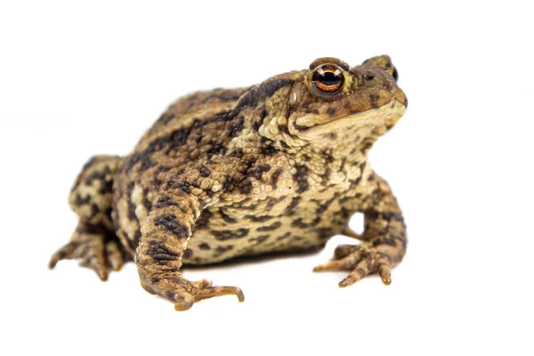 Sapo Stock Photos, Royalty Free Sapo Images | Depositphotos