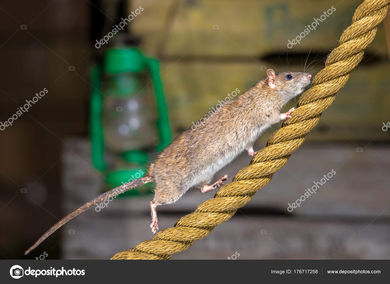 Brown rat on anchor rope — Stock Photo © CreativeNature #176717258