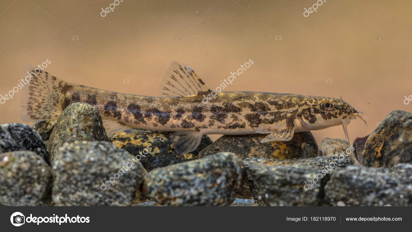 Stone Loach Barbatula Barbatula Species Fresh Water Ray Finned Fish ...