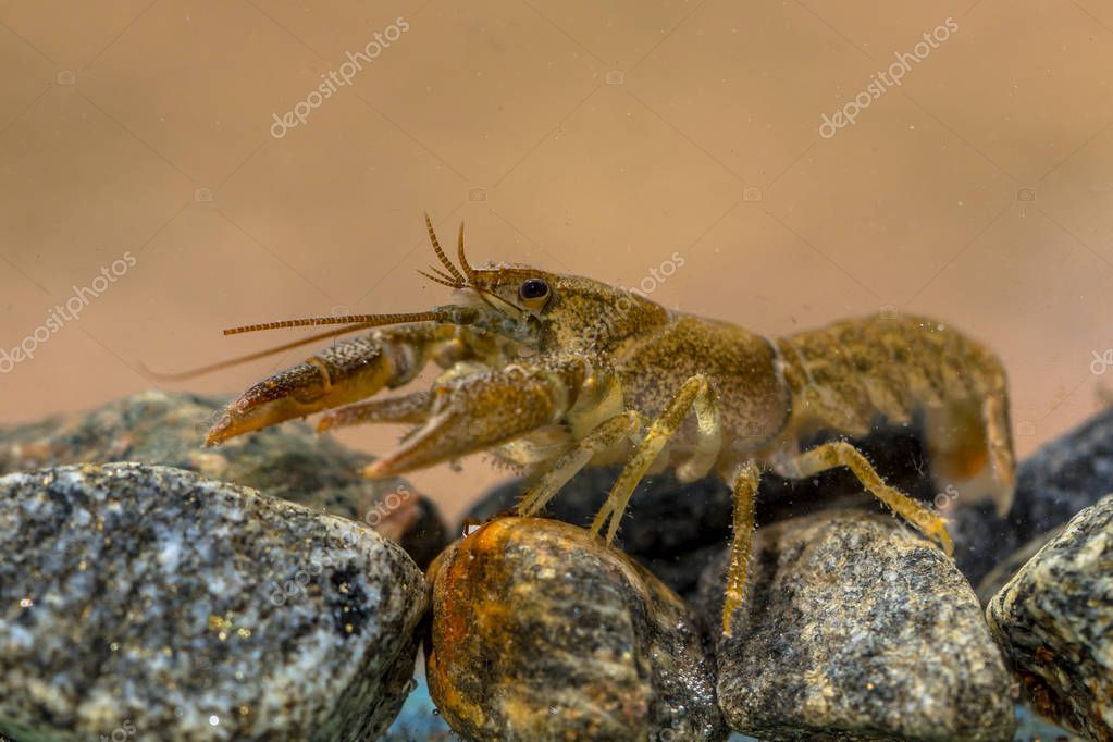 European Crayfish Astacus Astacus Walking River Rocky Riverbed — Stock ...