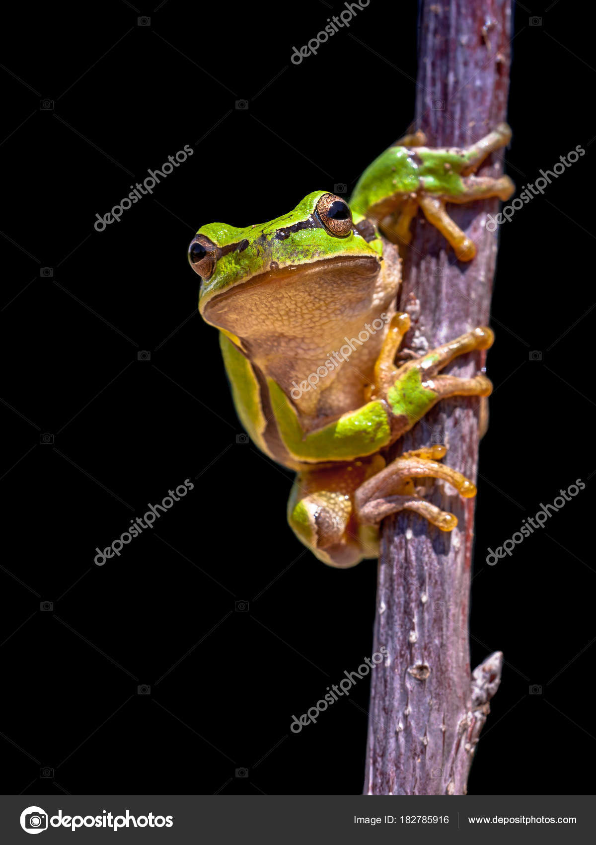 Tree Frog Climbing