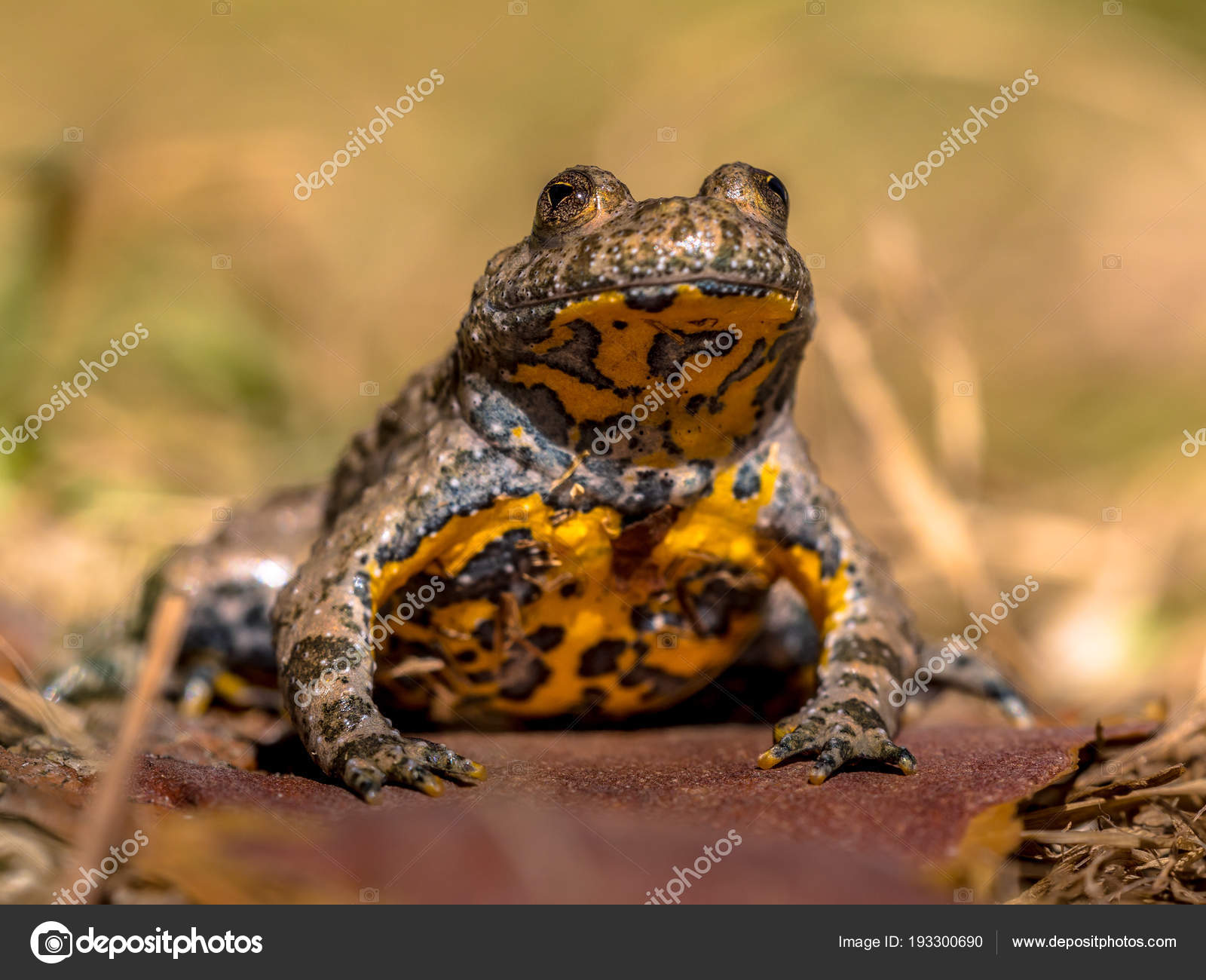 Yellow bellied toad in grass — Stock Photo © CreativeNature #193300690