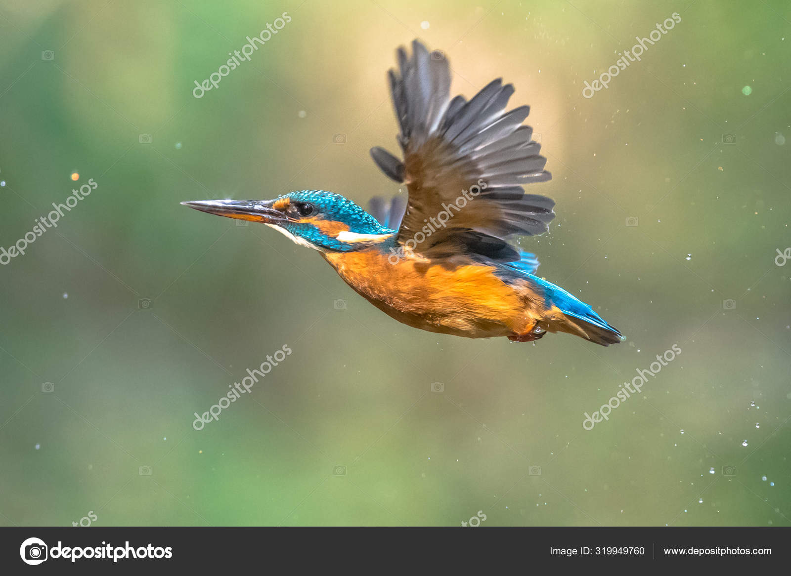 Kingfisher Flying