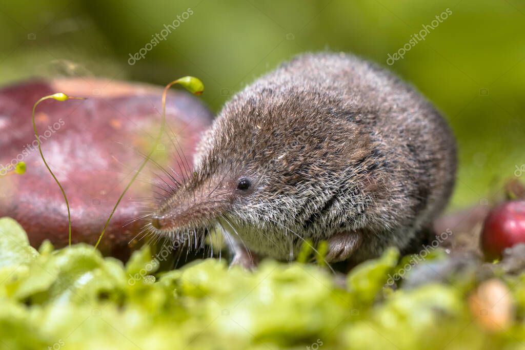 Eurasian pygmy shrew natural habitat — Stock Photo © CreativeNature ...