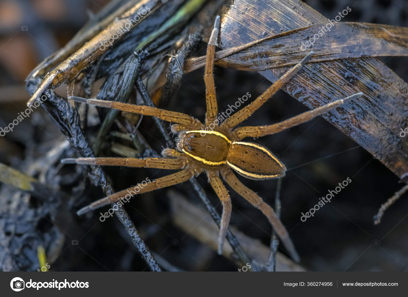 Great Raft Spider Fen Raft Spider Dolomedes Plantarius European Species ...