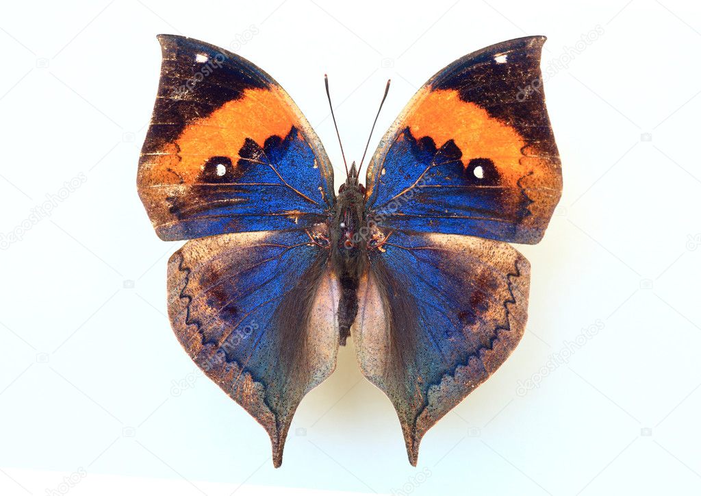 Orange Oakleaf (Kallima inachus) specimen isolated — Stock Photo ...