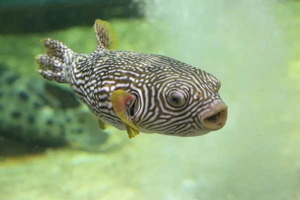 Reticulated pufferfish (Arothron reticularis) in Japan Stock Photo by ...