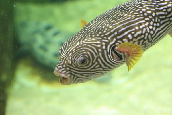Reticulated pufferfish (Arothron reticularis) in Japan Stock Photo by ...