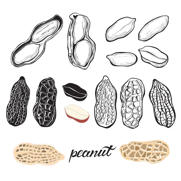 100,000 Peanuts Vector Images | Depositphotos