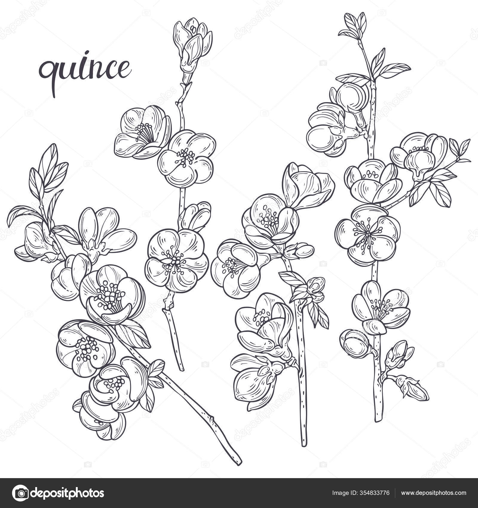 White Flowering Quince